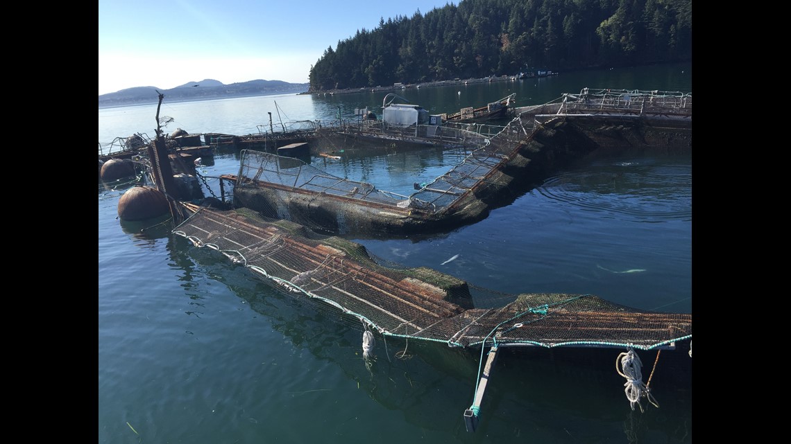 Lummi Nation declares state of emergency after salmon spill | king5.com