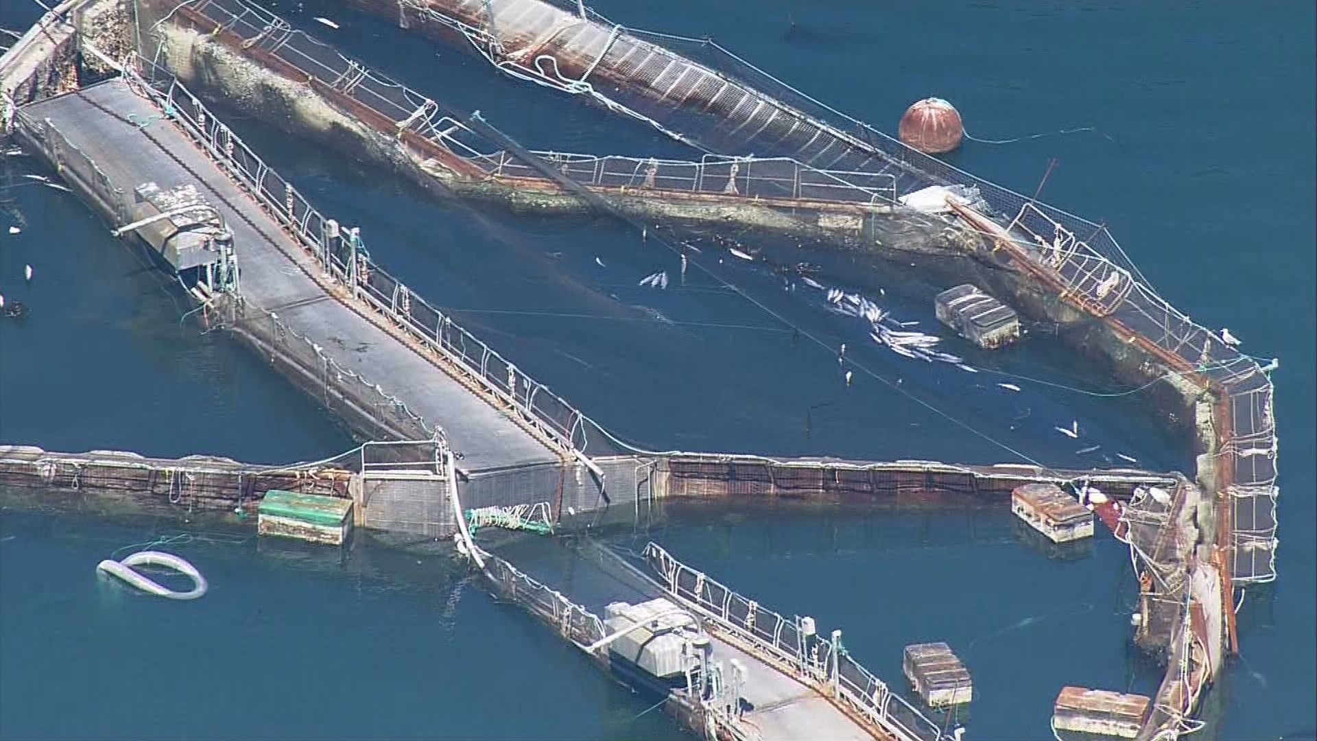 State terminates Cooke Aquaculture lease after net pen failure | king5.com