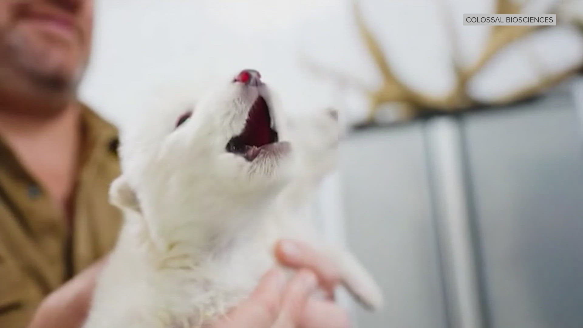 Direwolves brought back from extinction | king5.com