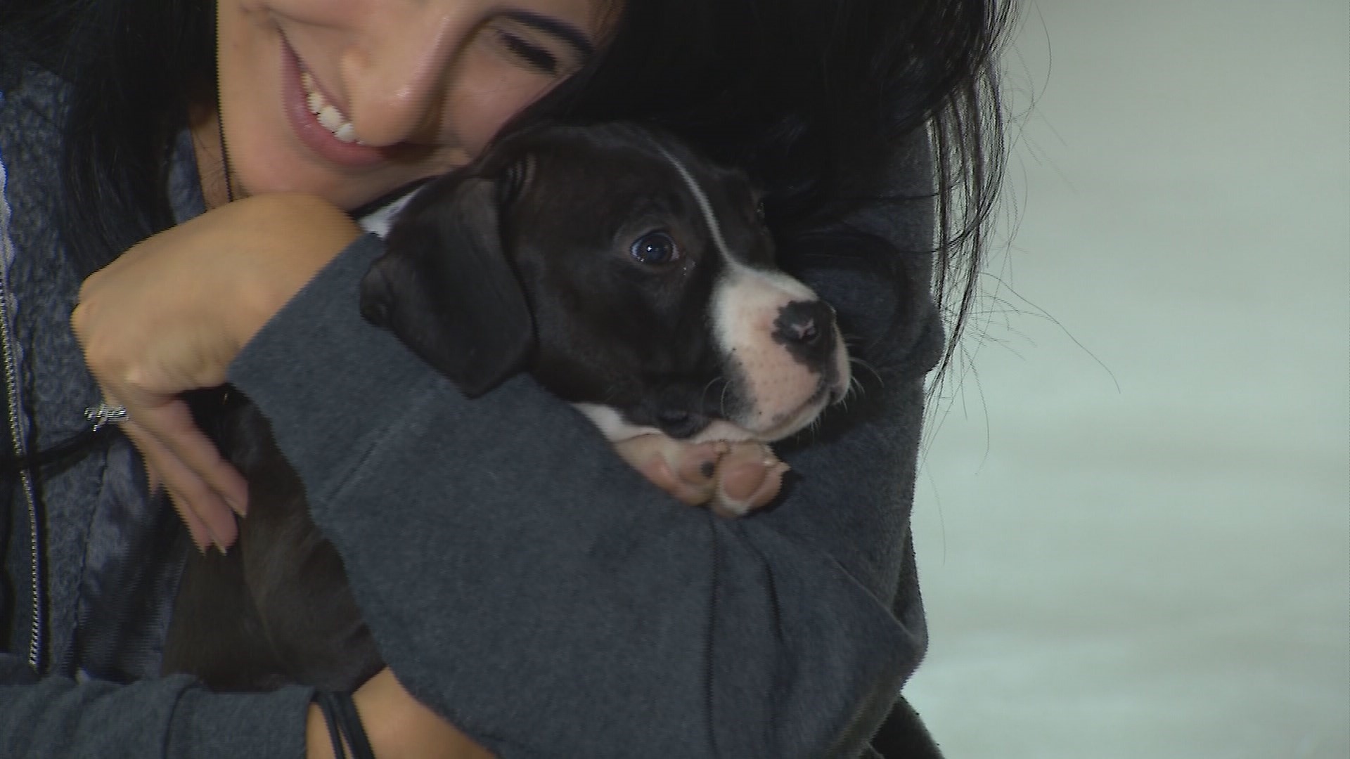 The Seattle non-profit that lets you rent real-life puppies | king5.com