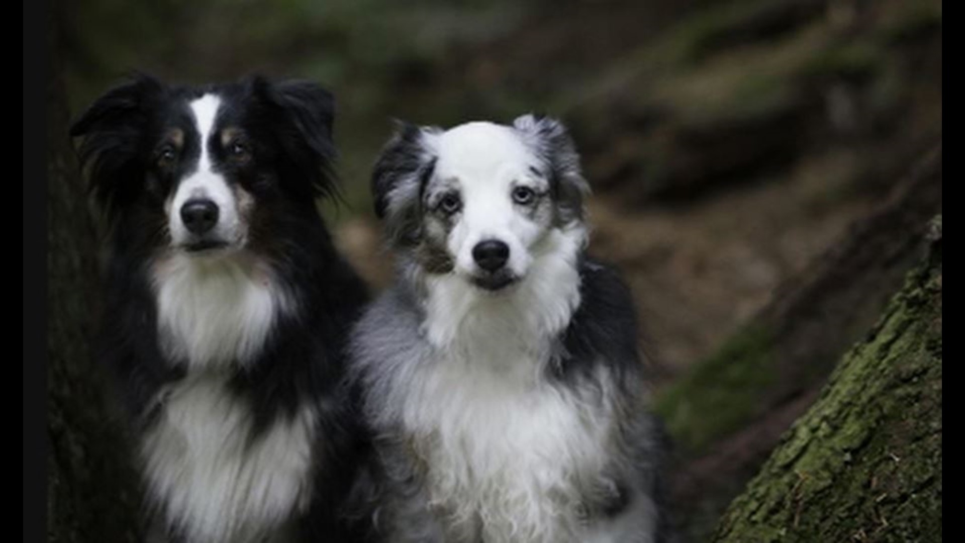 Seattle's Nancy LeVine shares tips on photographing your pup like a pro ...