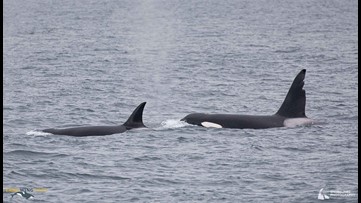 Rare white orca spotted in the Salish Sea Easter weekend with 55 other ...