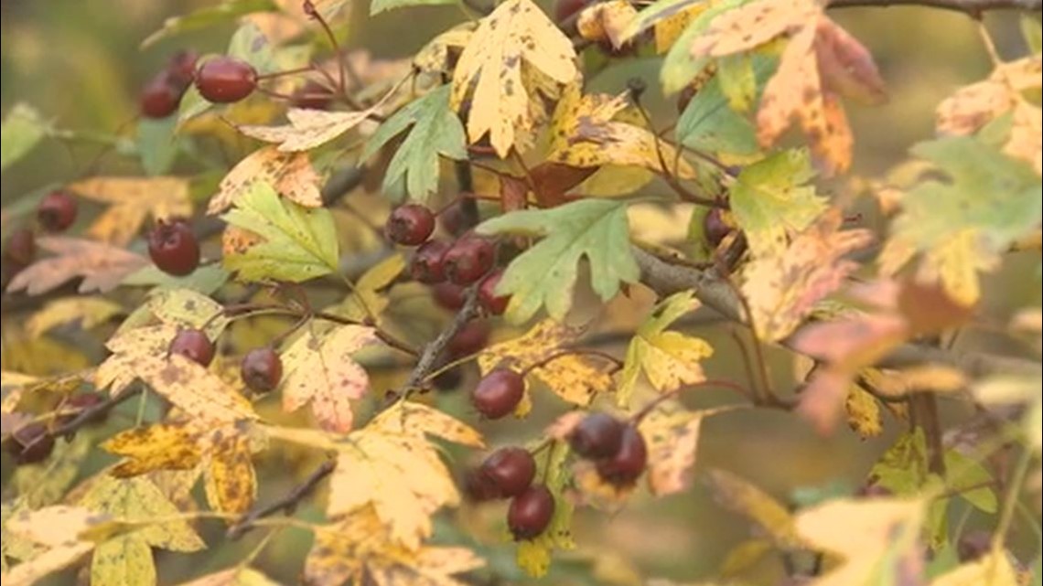 Harvest hawthorn berries for antioxidant rich jam - Wild Food | king5.com