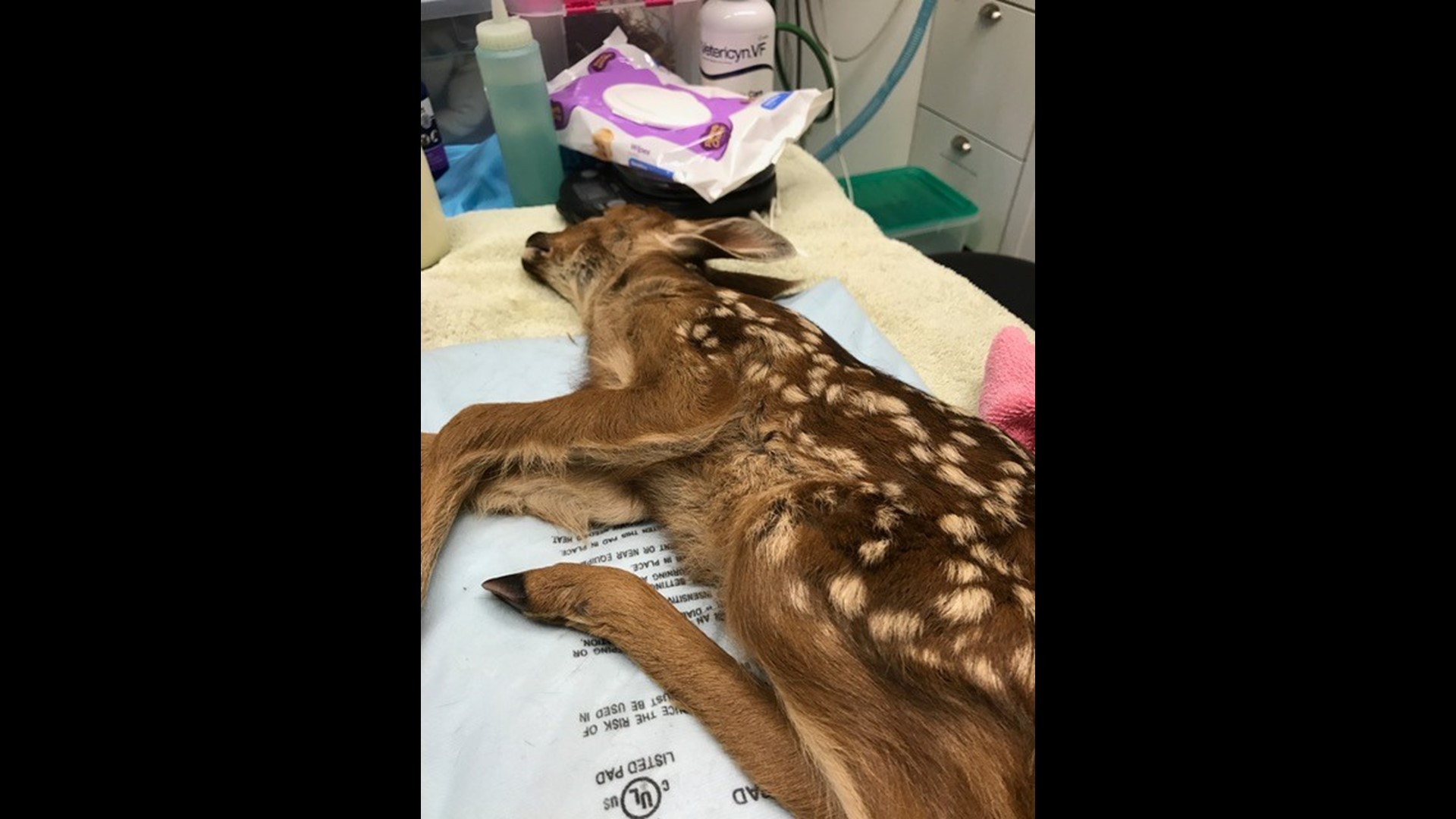 Wildlife rehab 'devastated' after animals seized, euthanized | king5.com