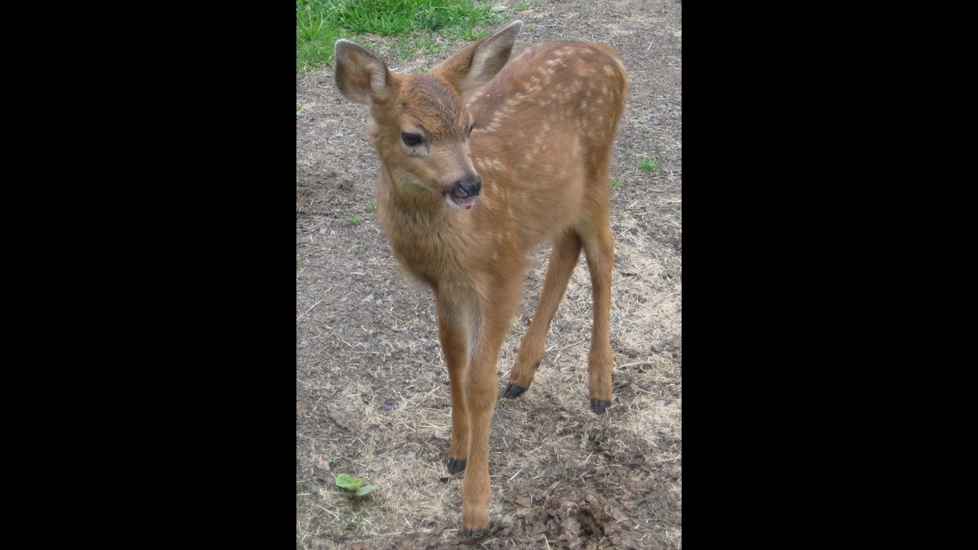 Wildlife rehab 'devastated' after animals seized, euthanized | king5.com