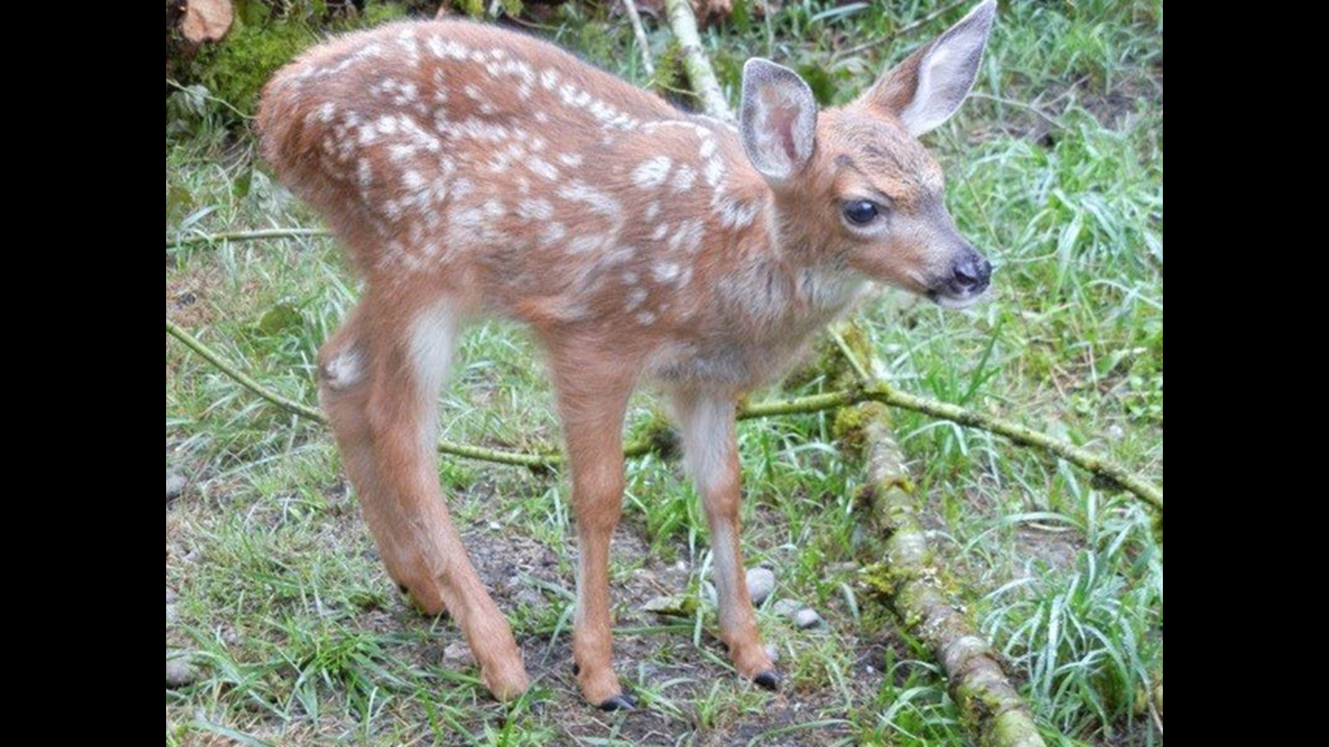 Accustomed to humans, 11 deer may be euthanized | king5.com