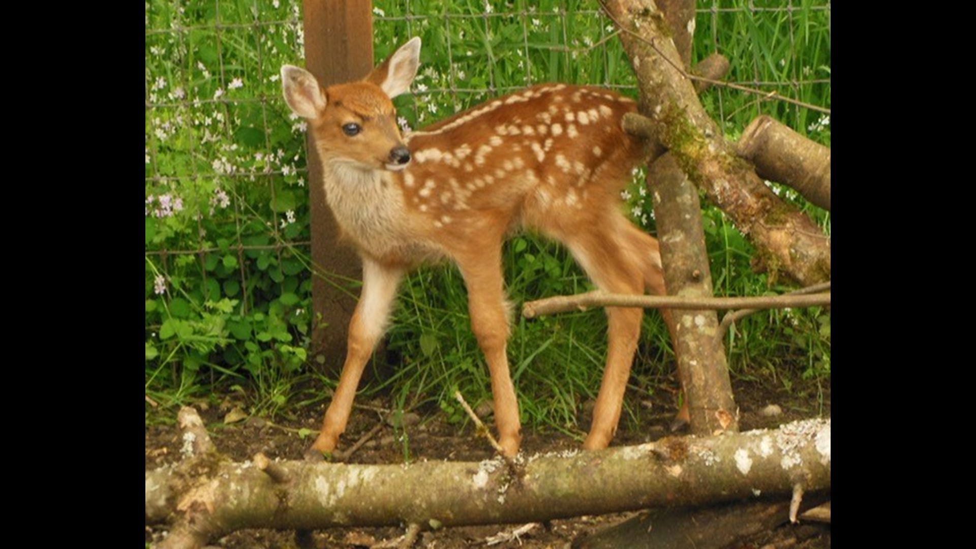 Accustomed to humans, 11 deer may be euthanized | king5.com