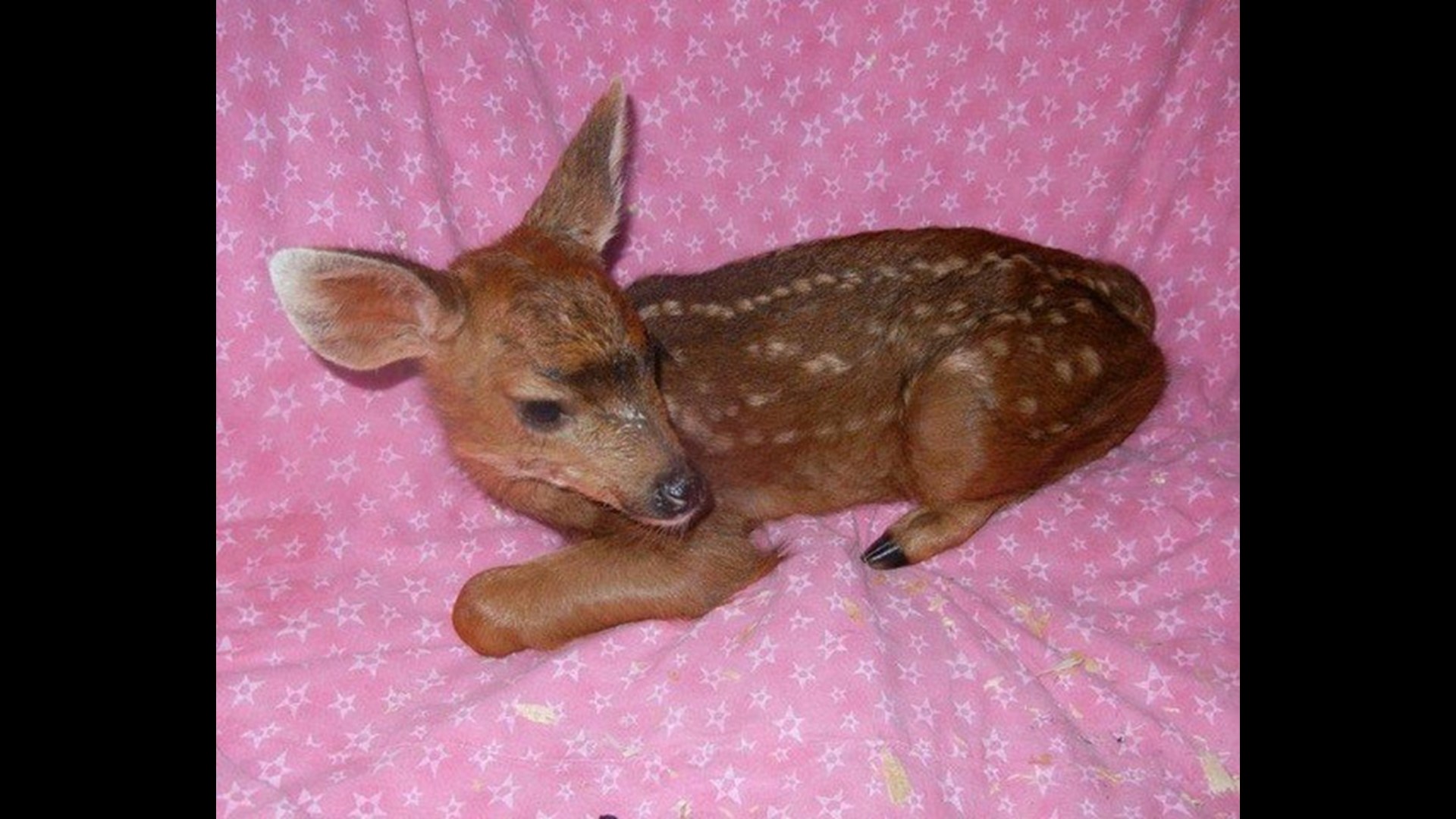 Accustomed to humans, 11 deer may be euthanized | king5.com