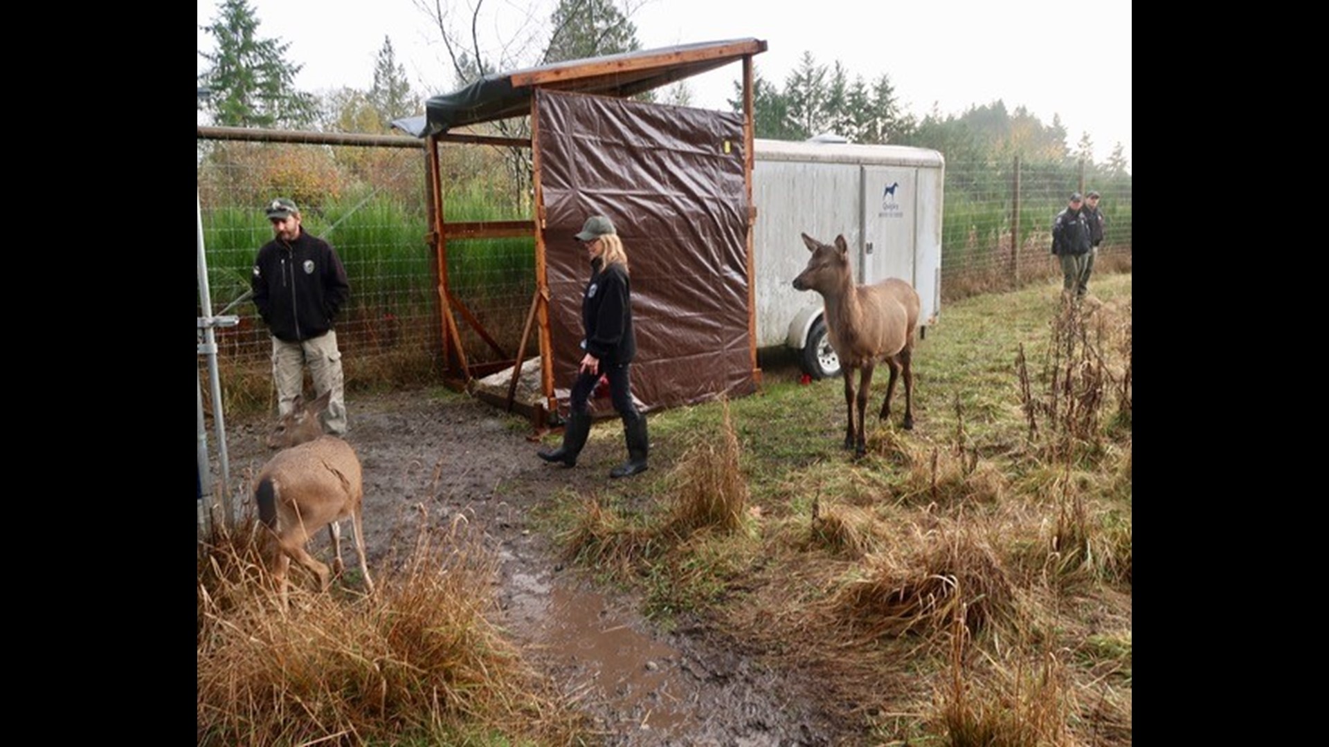 Accustomed to humans, 11 deer may be euthanized | king5.com