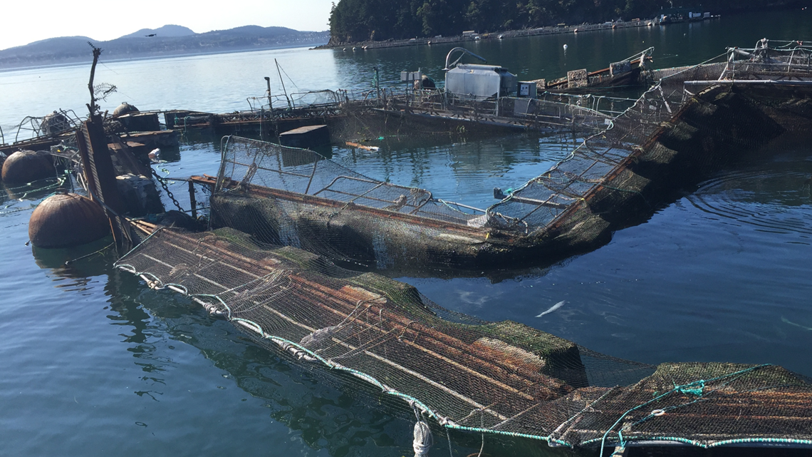 Cooke Aquaculture to pay $2.75 million over 2017 net-pen collapse ...