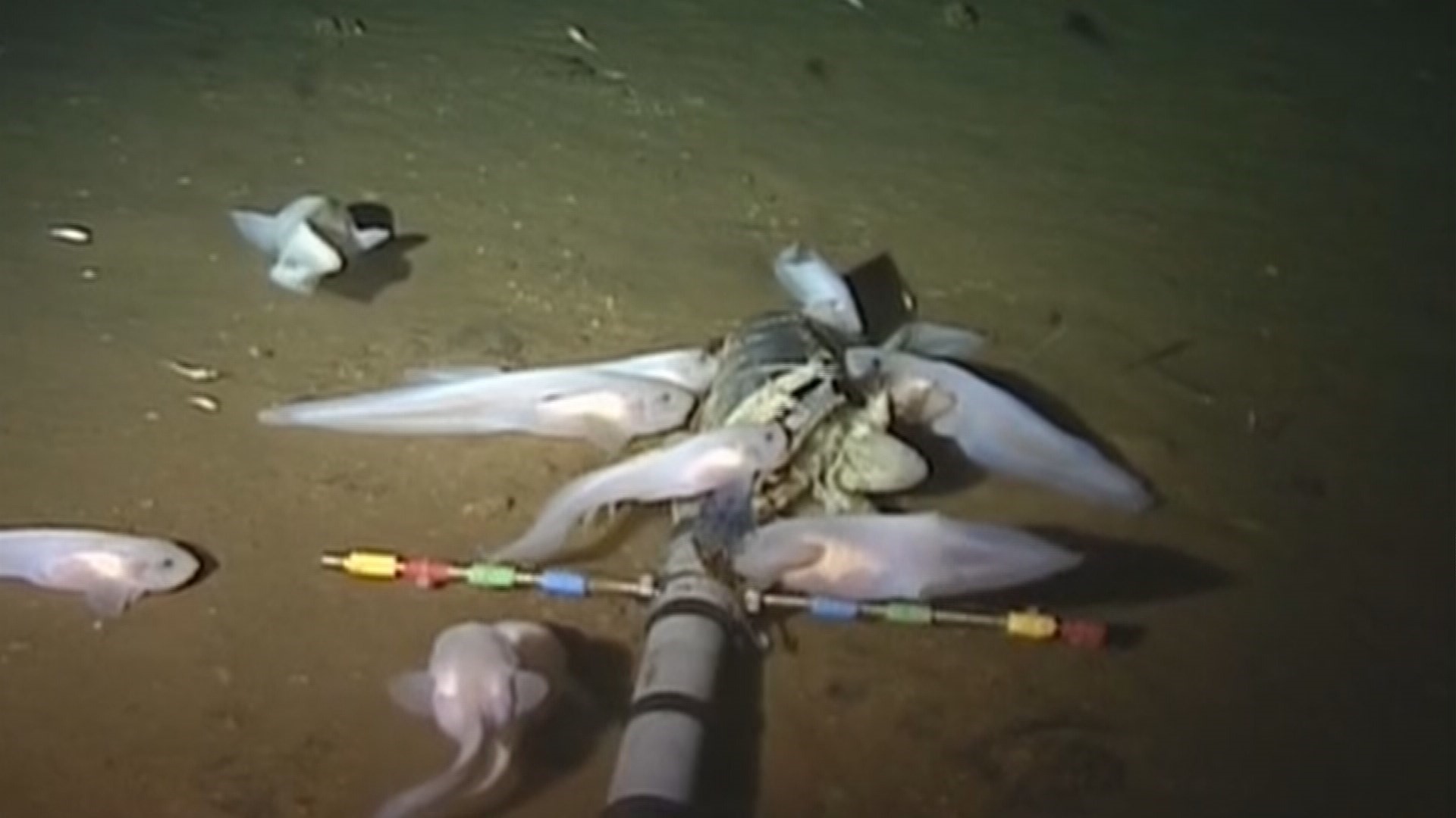 New fish species discovered 26,000 feet below surface | king5.com