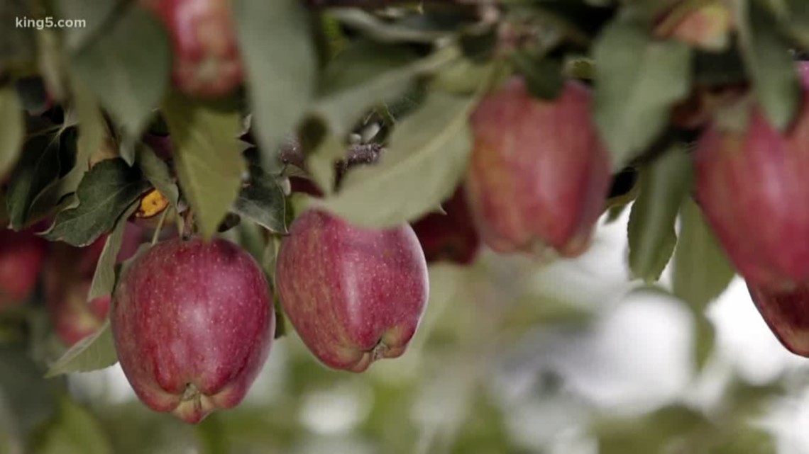 India ends tariffs on Washington state apple exports | king5.com