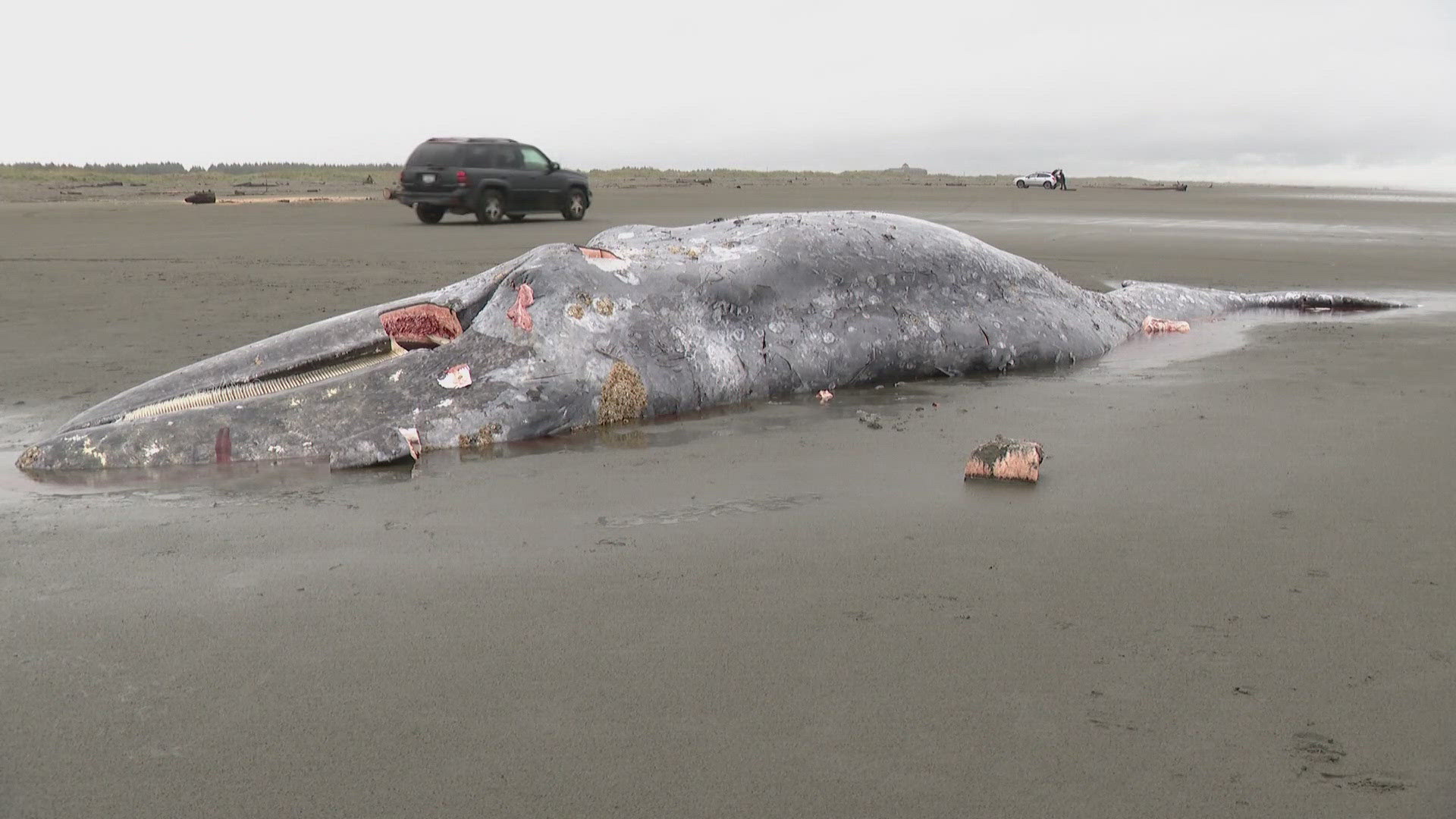 25 gray whales have been found dead in Washington this year | king5.com