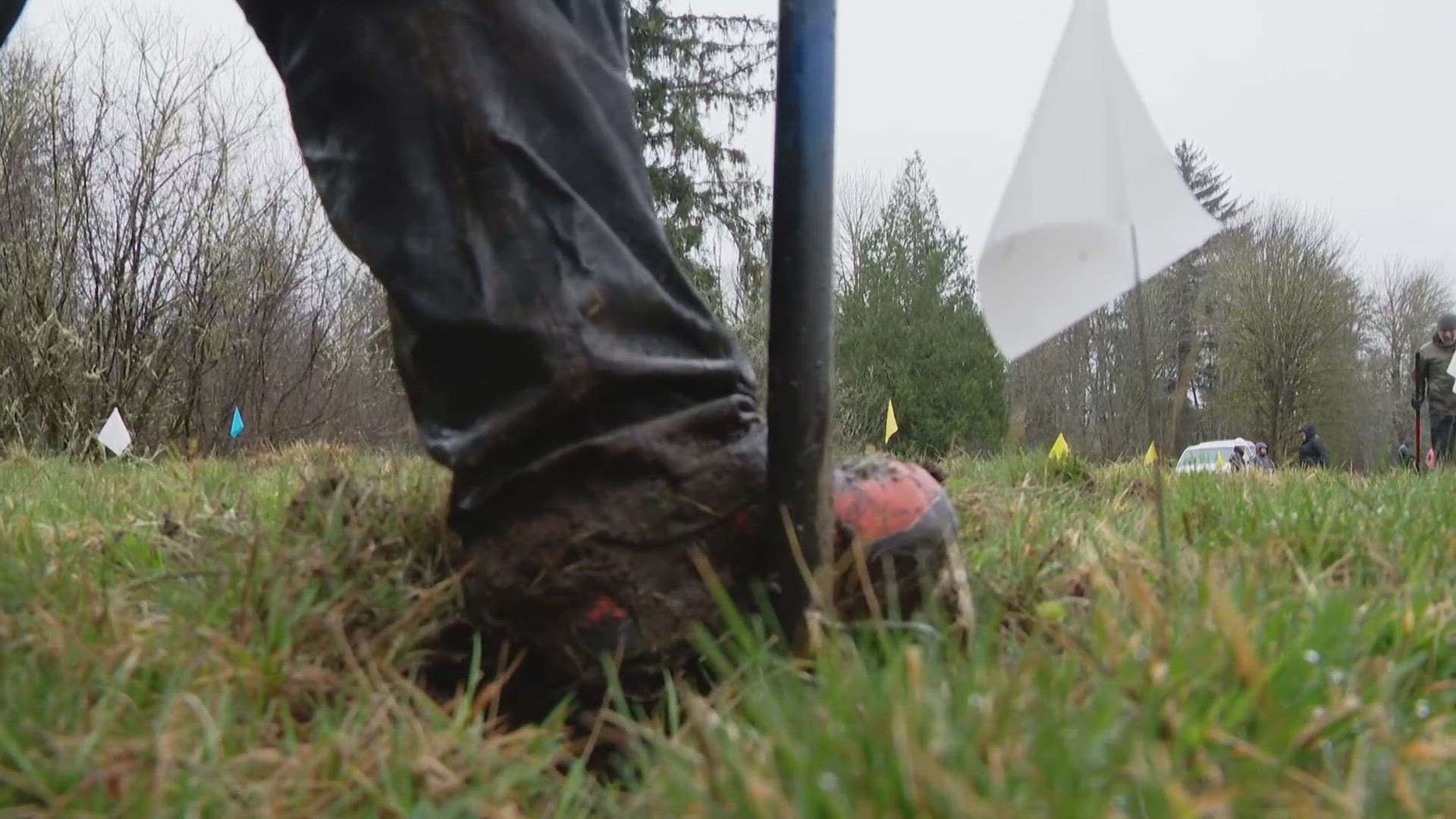 King County hopes to plant climate-resilient trees in coming years ...