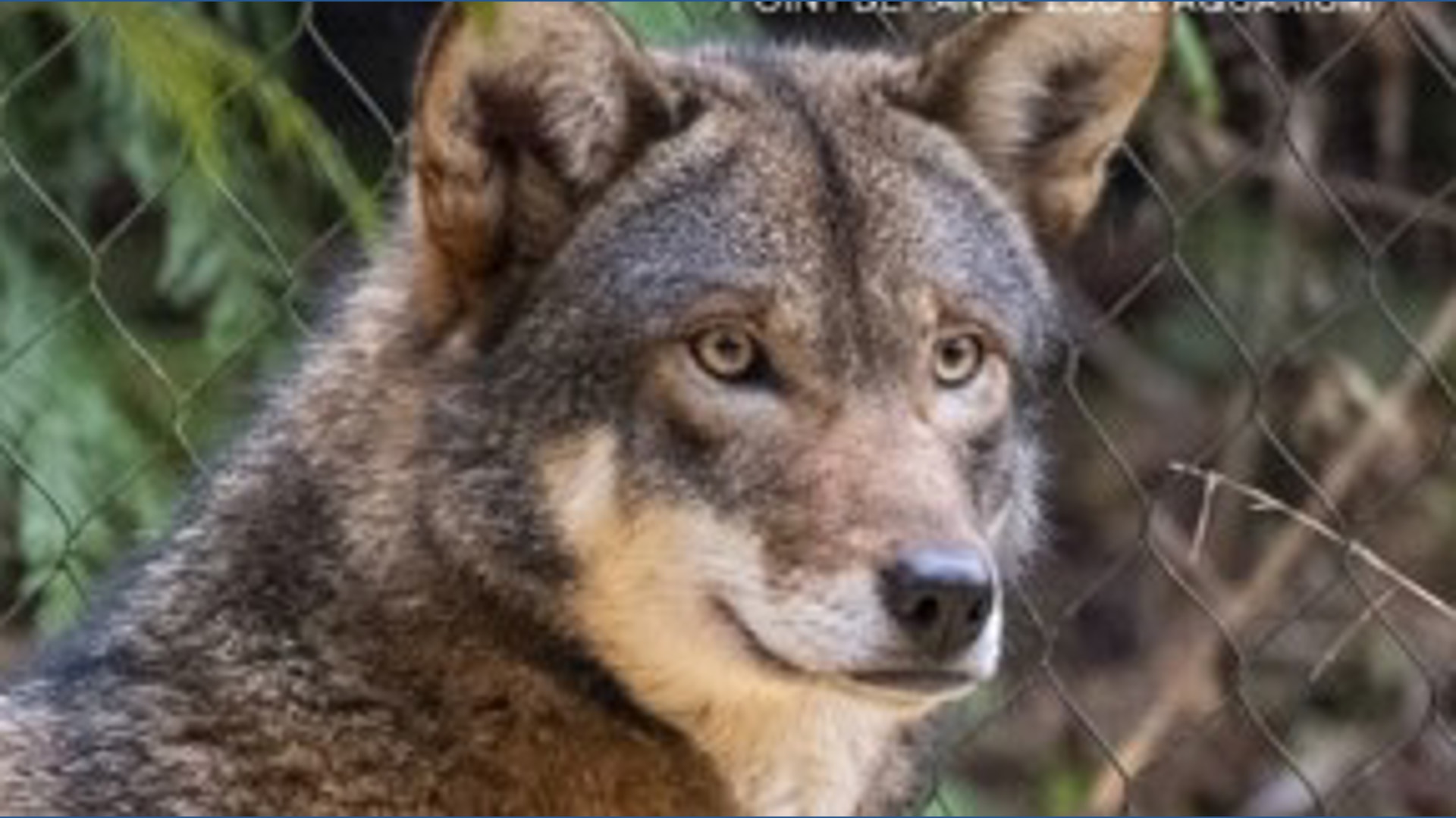 Point Defiance Zoo welcomes new red wolves | king5.com