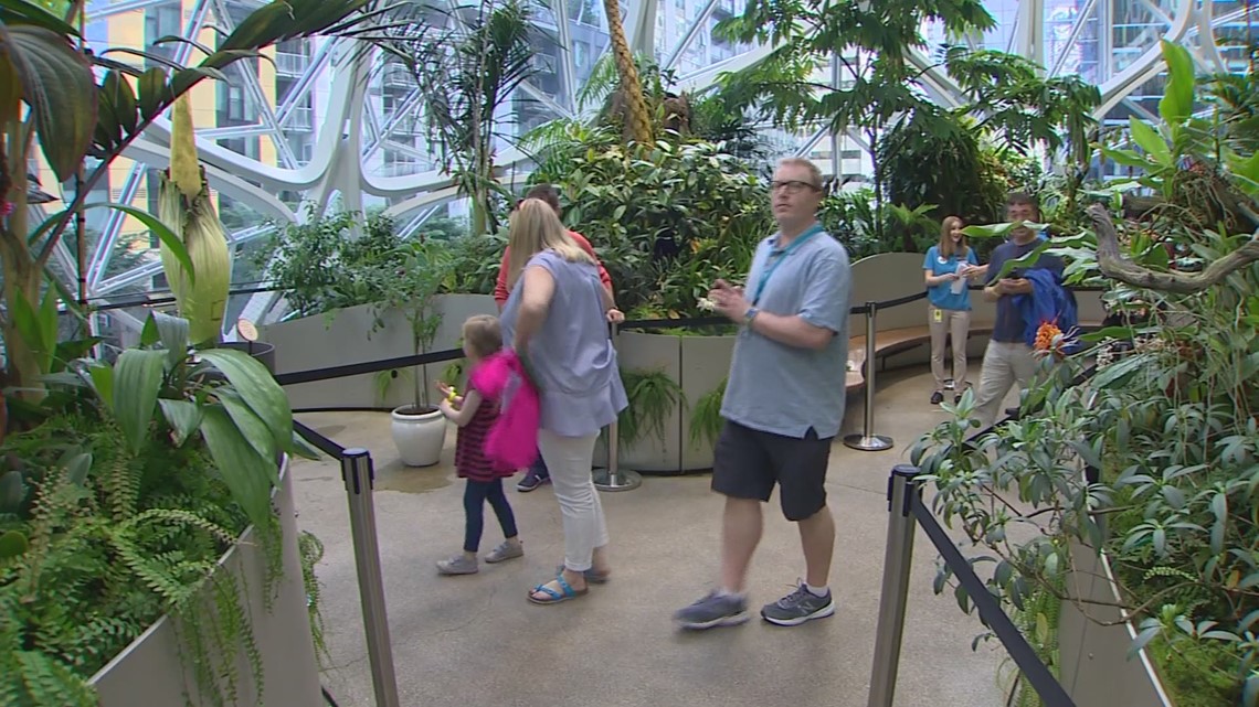 Corpse flower blooming at Amazon Spheres | king5.com