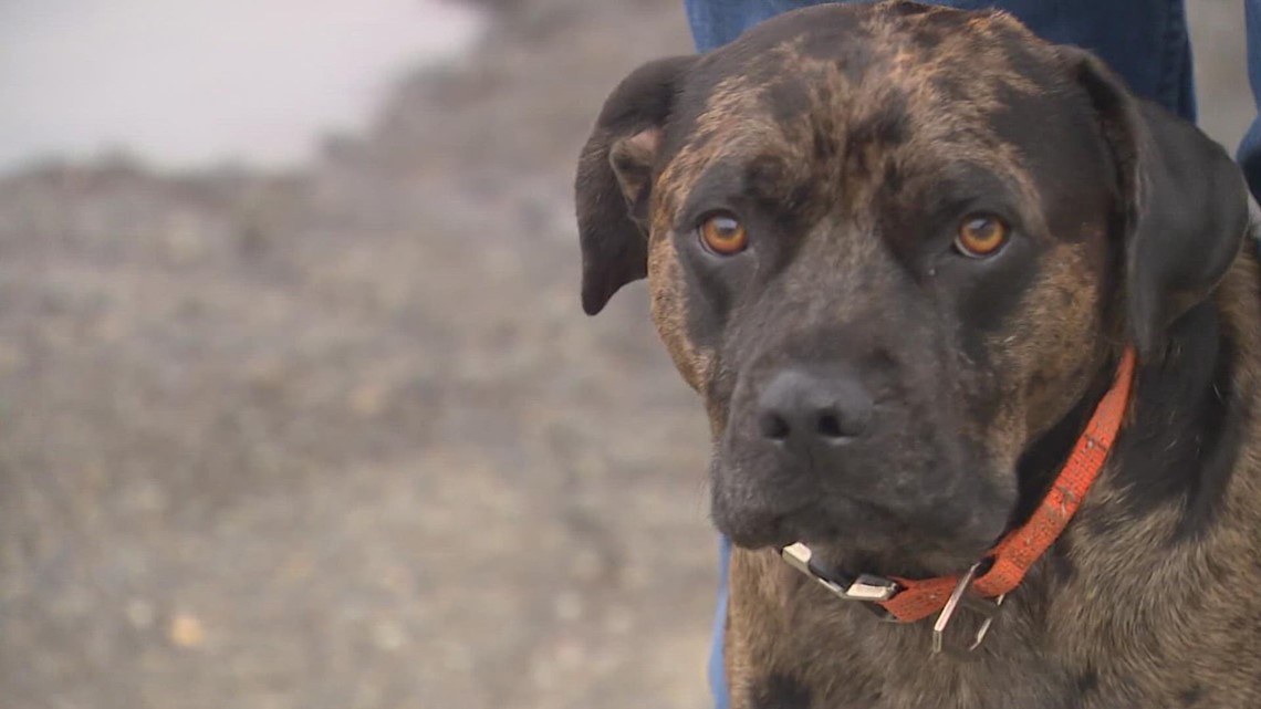 Dog and owner get caught in shootout crossfire | king5.com