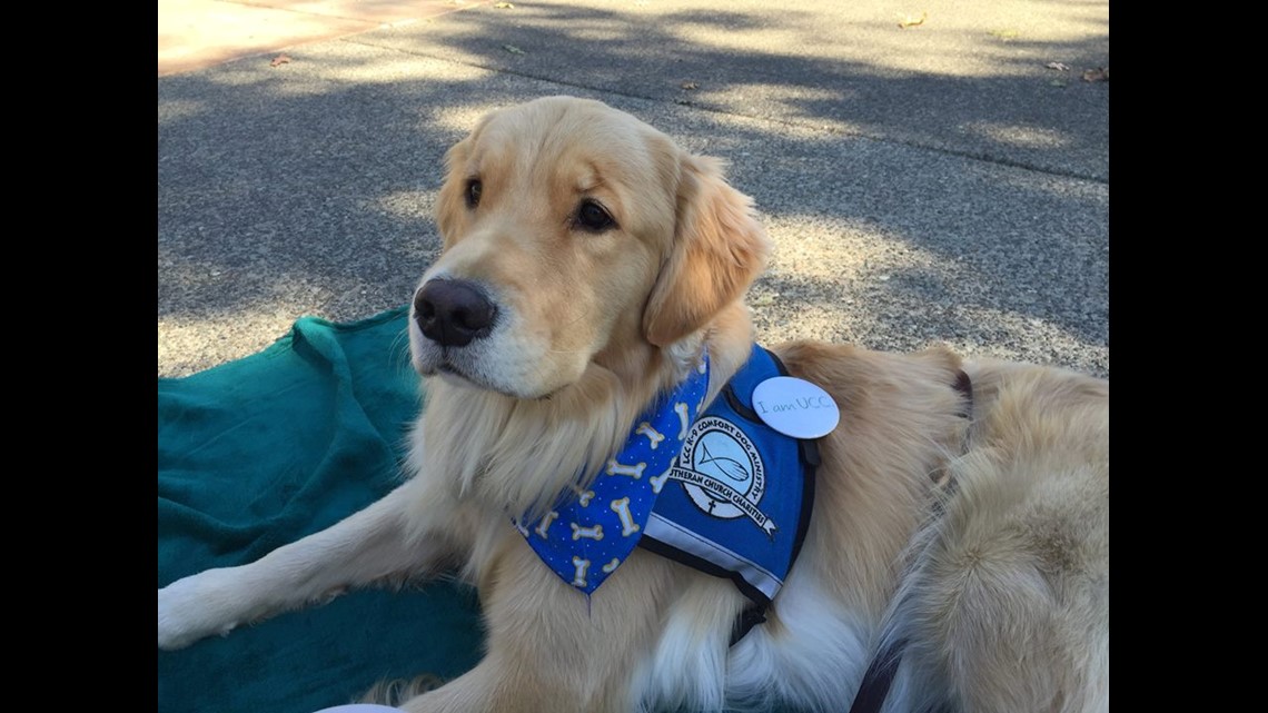 For defenders and judges, comfort dogs in court do opposite | king5.com