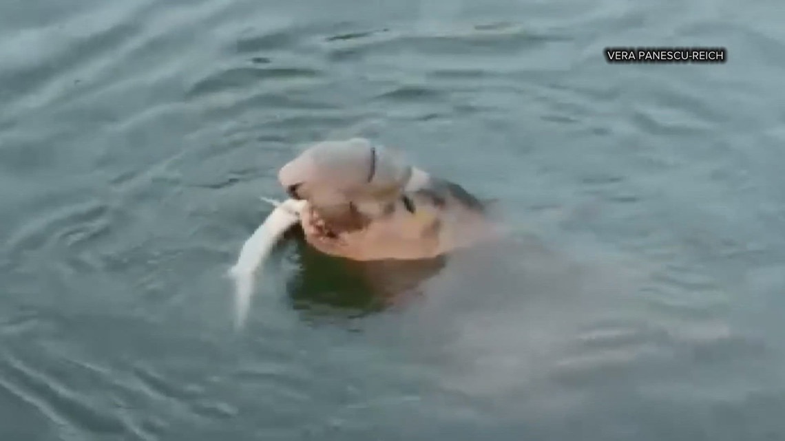 Trader Joe’s opens new Seattle store in Greenwood | king5.com