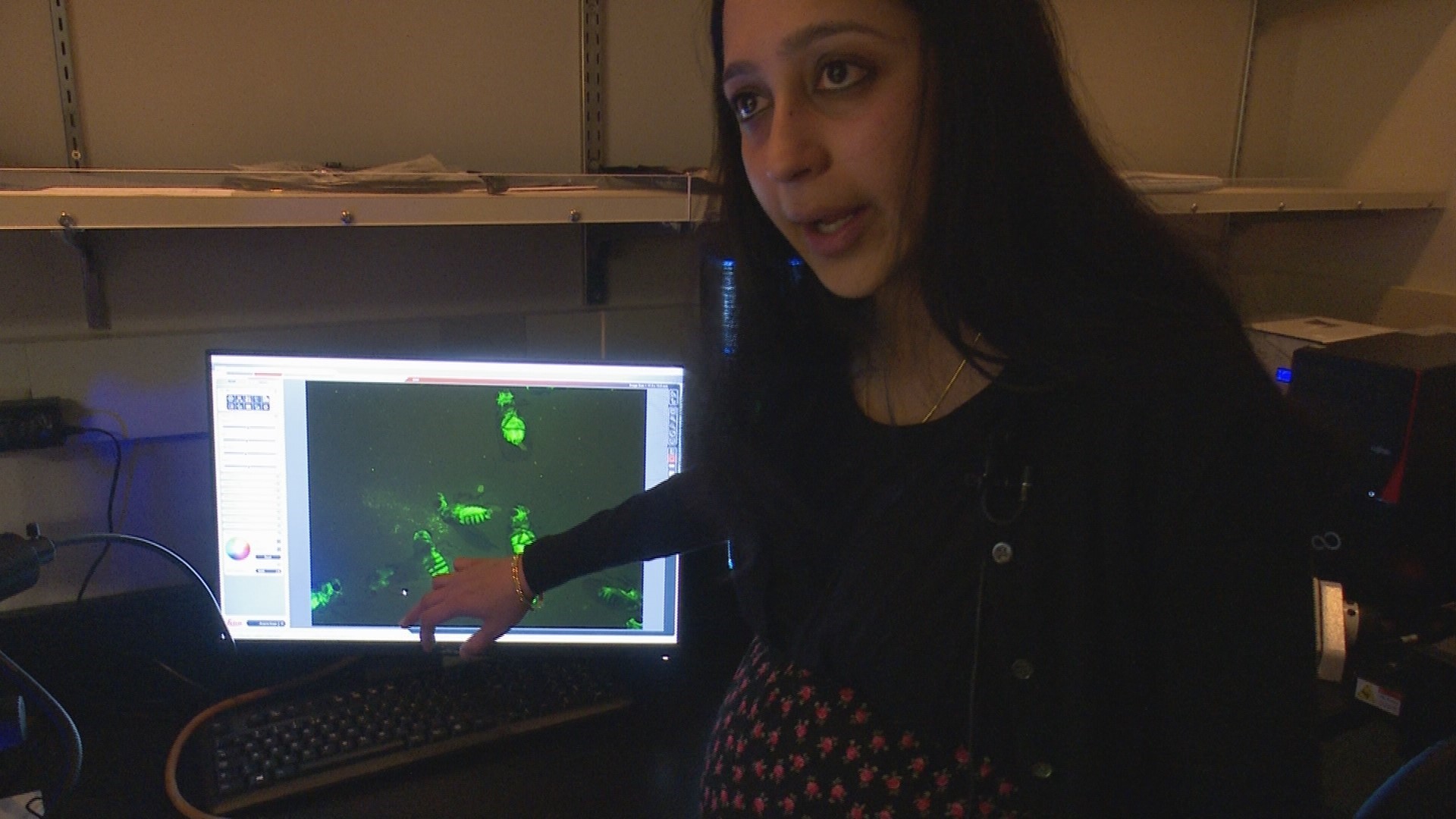 Fruit flies may solve obesity puzzle in humans | king5.com