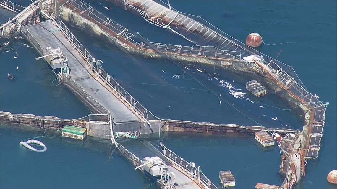 Cooke Aquaculture can't move juvenile Atlantic salmon to net pens ...