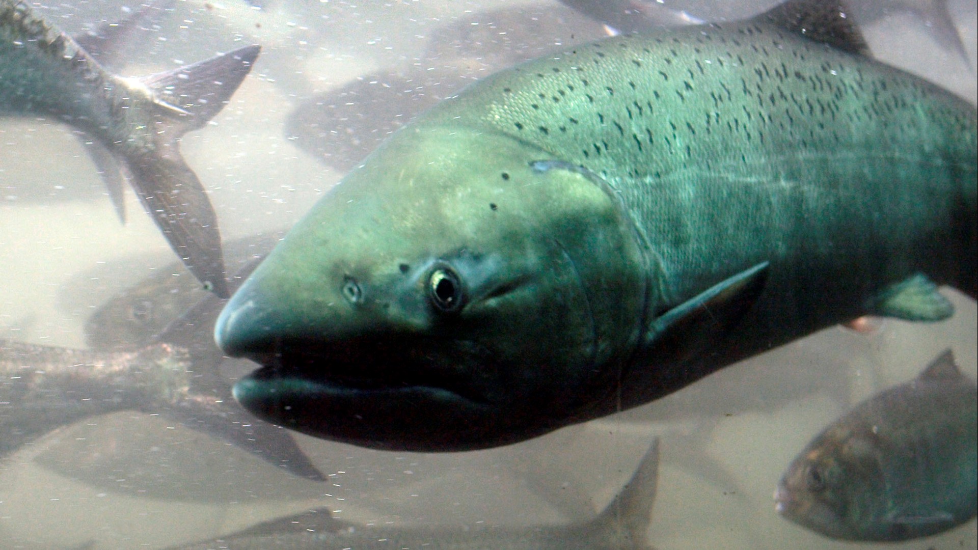 Salmon fishing season in dire straits | king5.com