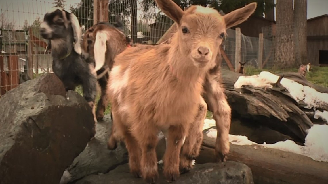 Ring in the Spring, It's baby goat season! | king5.com