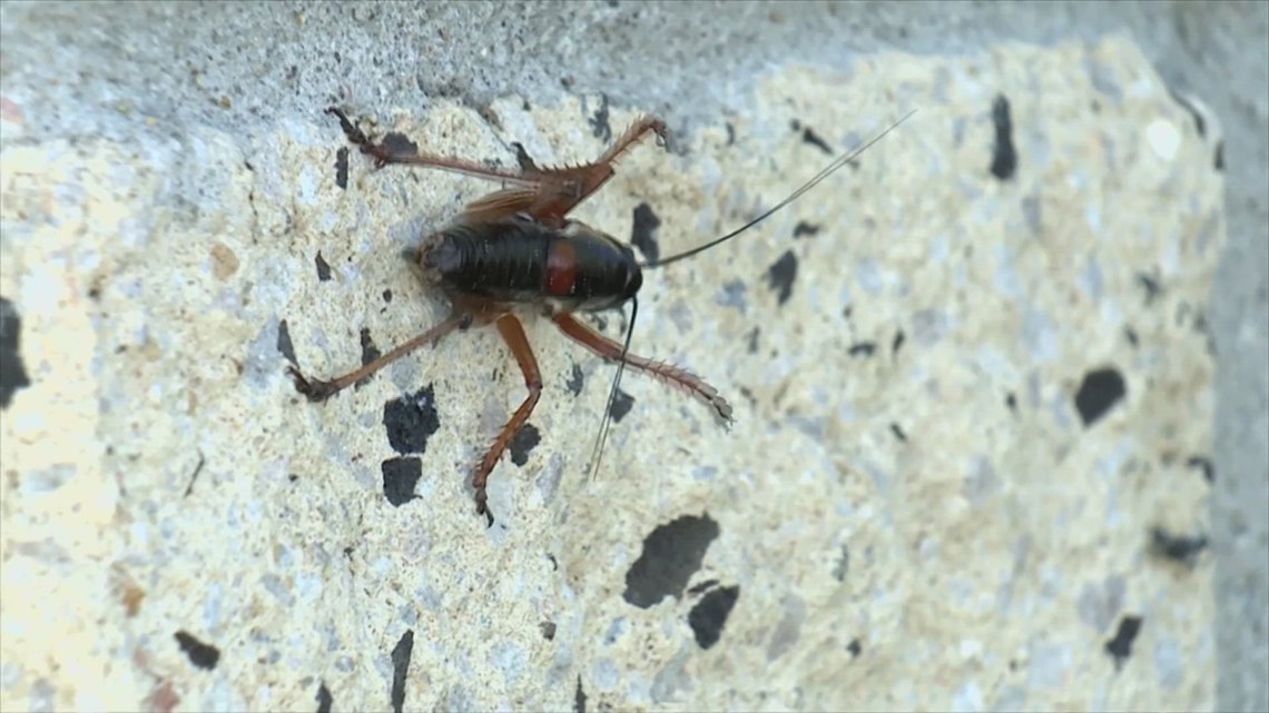 Mormon crickets take over Nevada elementary school | king5.com