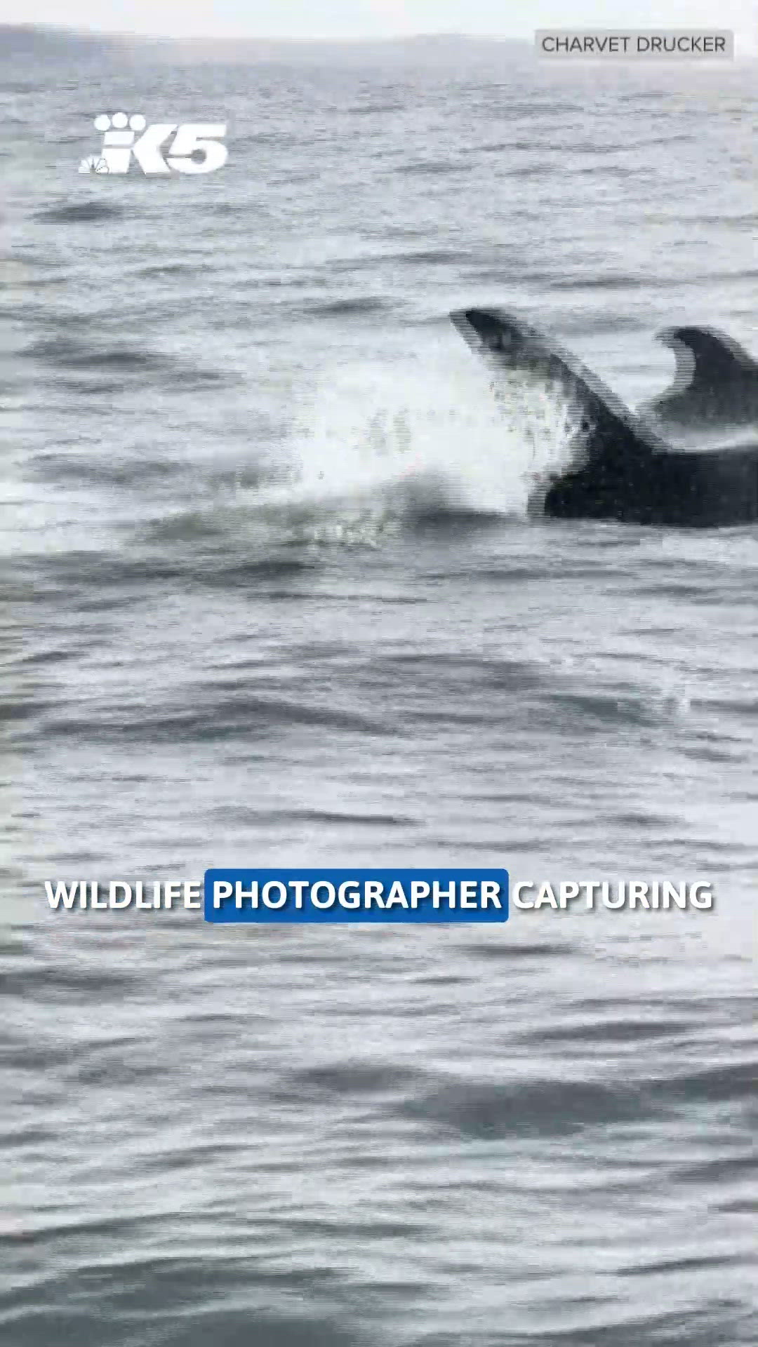 Seal escapes an orca pod by jumping onto photographer's boat | king5.com