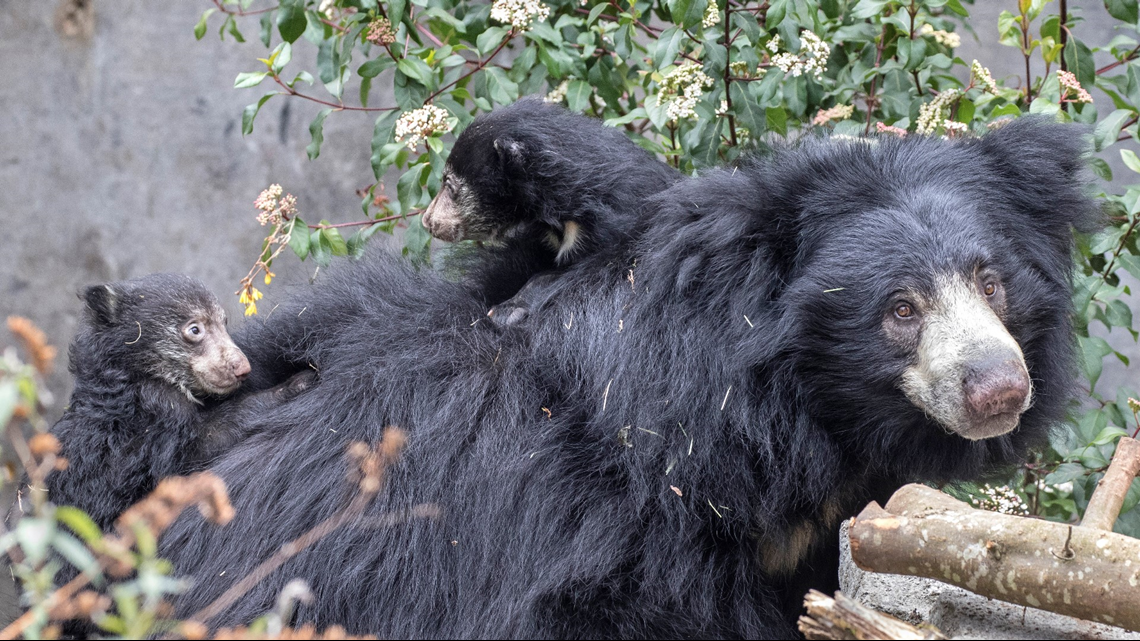 Sloth bear cubs take first steps outdoors | king5.com