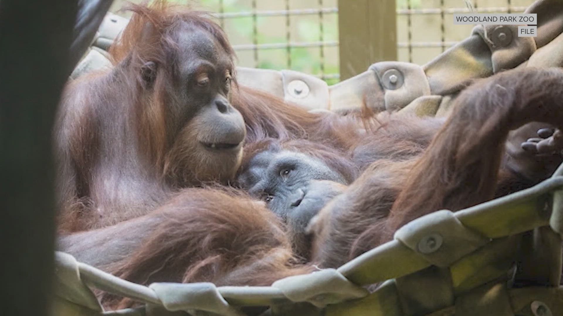 Orangutan bites keeper at Woodland Park Zoo | king5.com