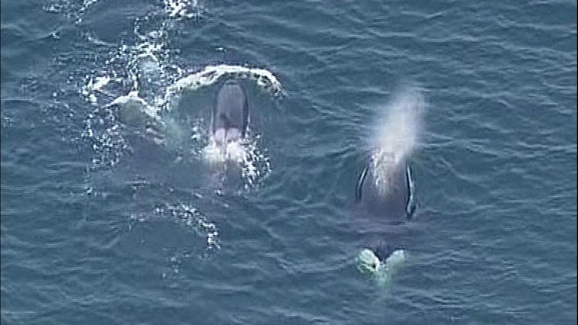VIDEO: Orcas spotted between Seattle and Bainbridge | king5.com