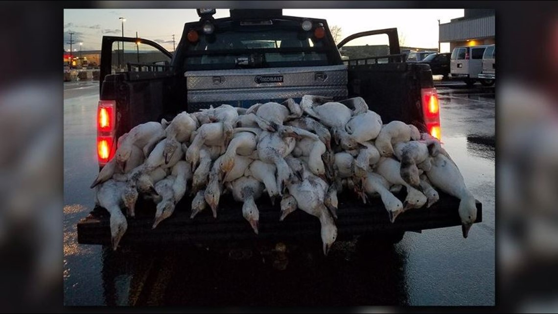 100+ geese fall from sky during Idaho storm | king5.com