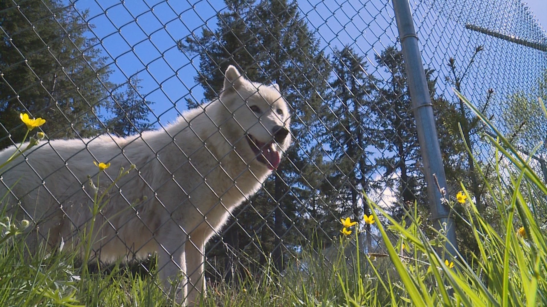 Wolf Haven International serves as a sanctuary to over 50 wolves ...