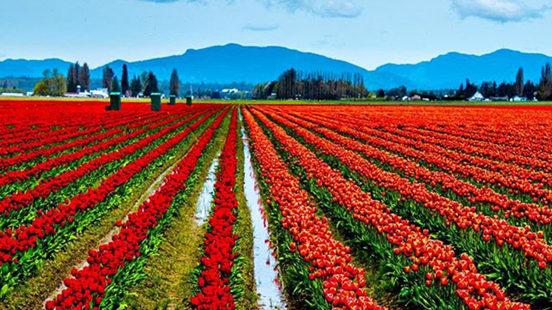 WATCH: Fly over the Skagit Valley Tulip Festival | king5.com
