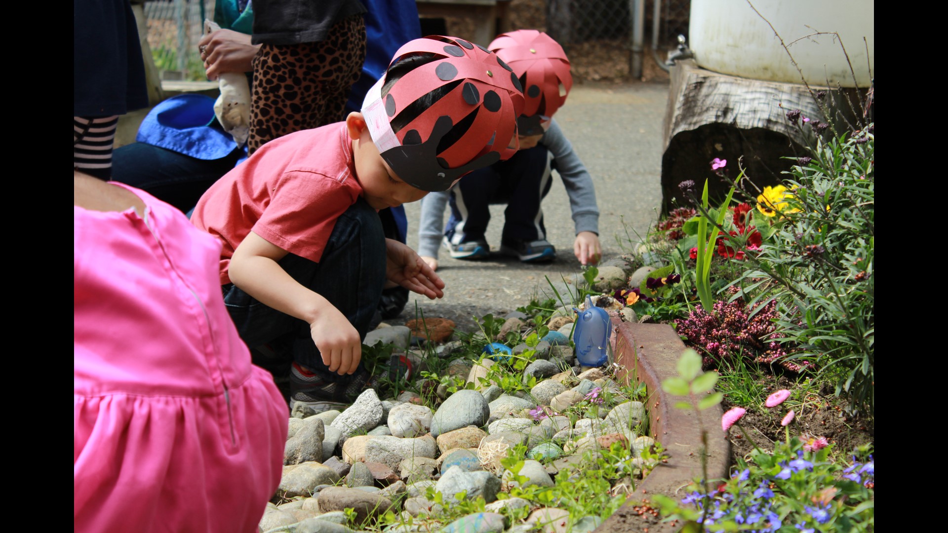 Seattle preschools release thousands of ladybugs for Earth Day | king5.com