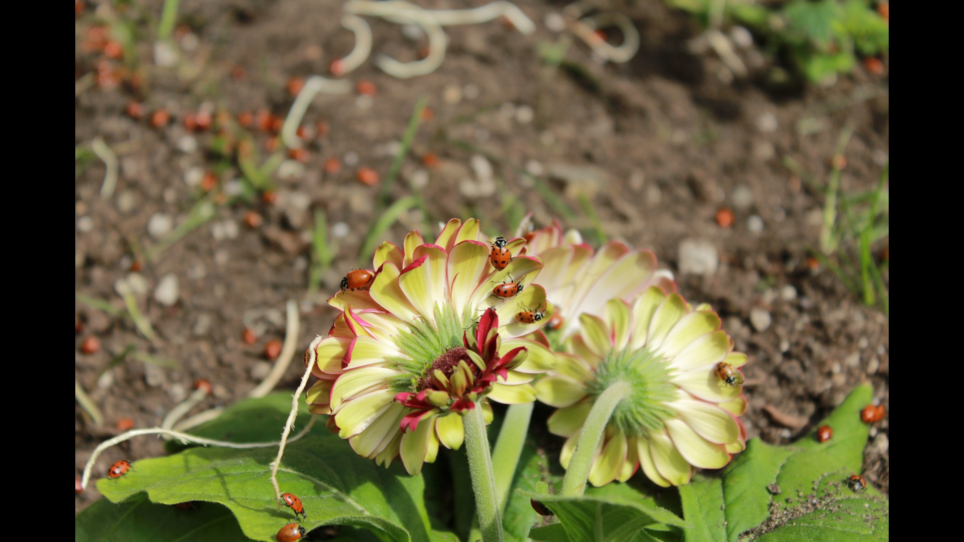 Seattle preschools release thousands of ladybugs for Earth Day | king5.com