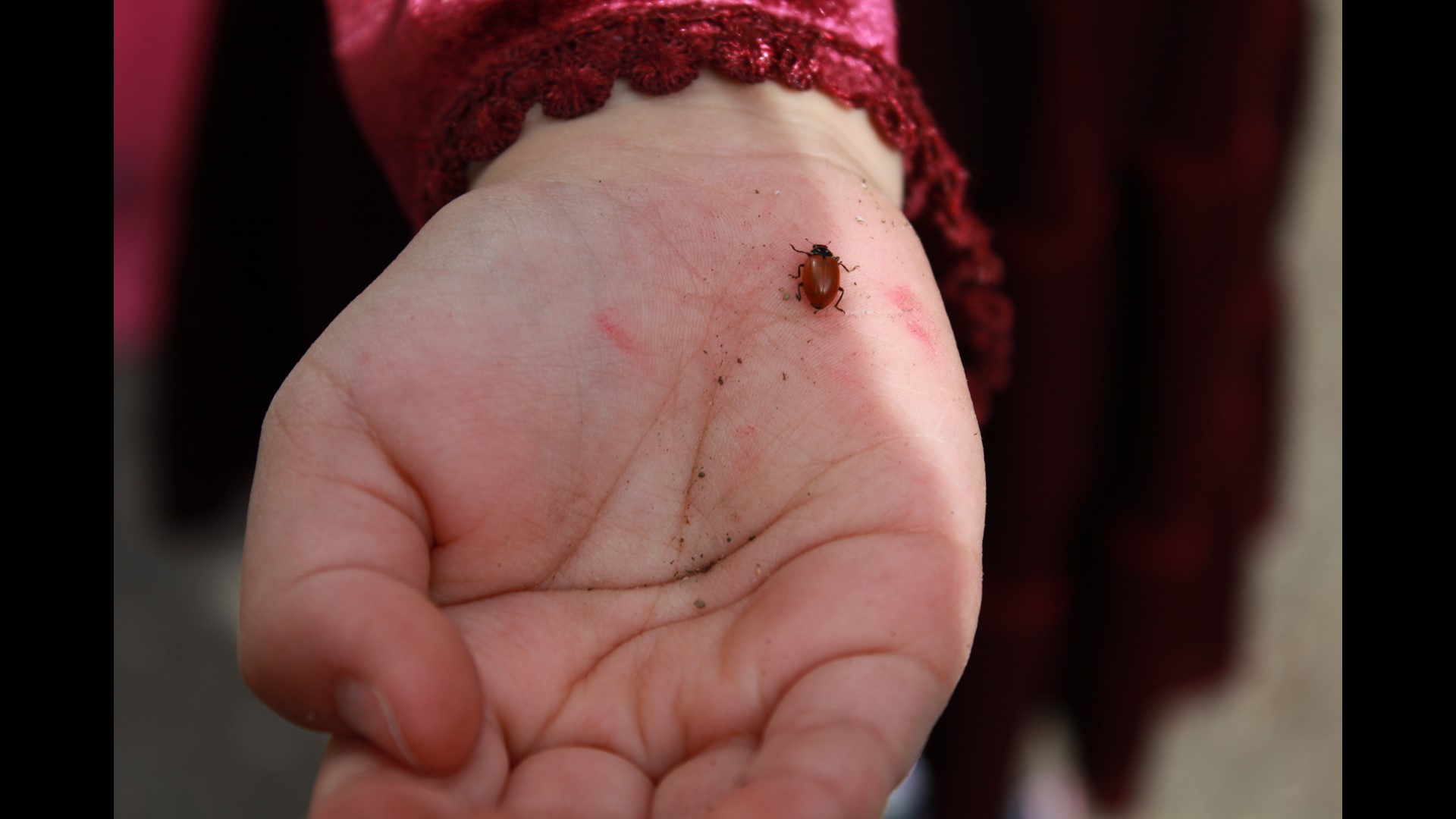 Seattle preschools release thousands of ladybugs for Earth Day | king5.com