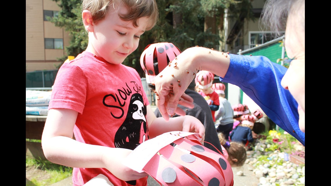Seattle preschools release thousands of ladybugs for Earth Day | king5.com