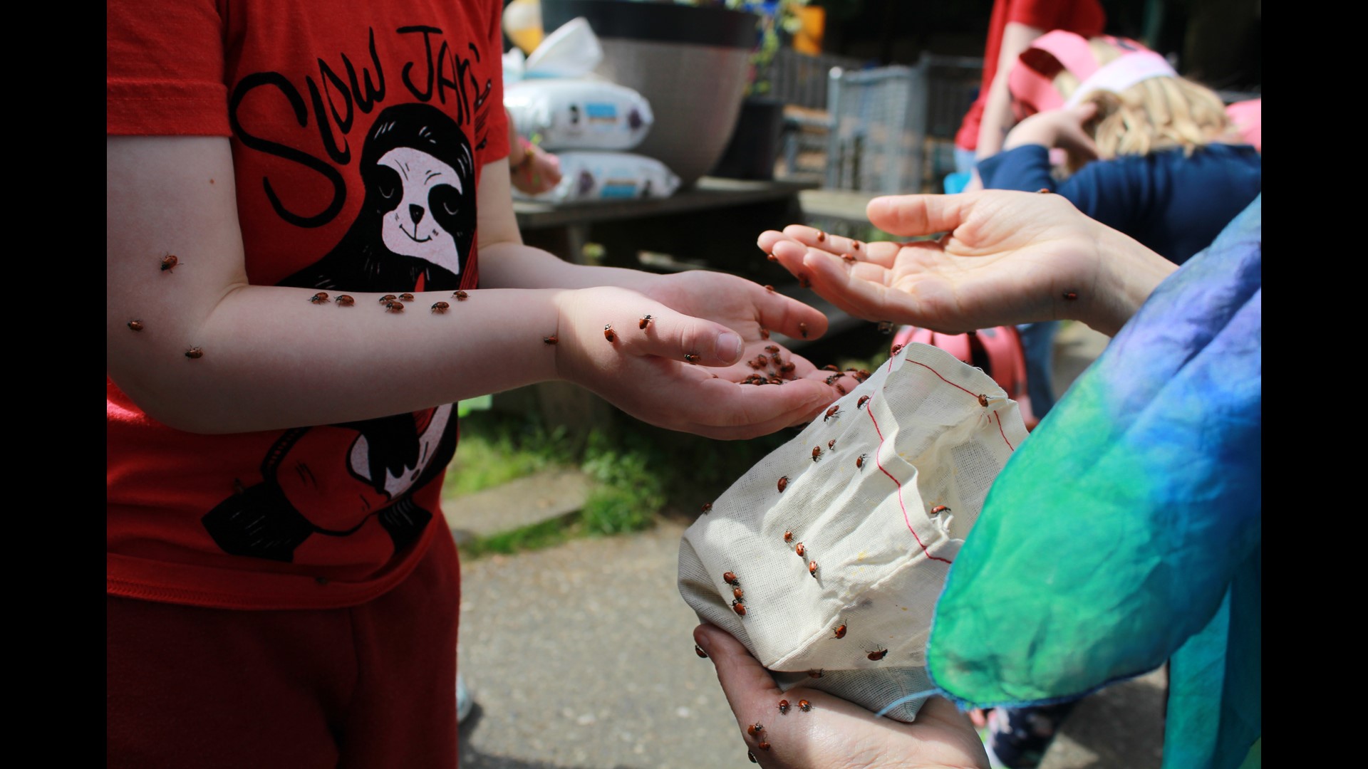 Seattle preschools release thousands of ladybugs for Earth Day | king5.com