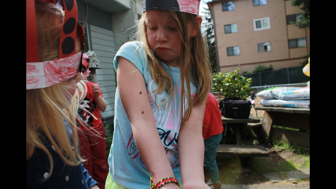 Seattle preschools release thousands of ladybugs for Earth Day | king5.com