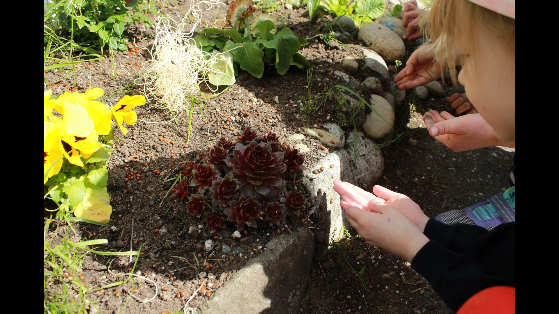 Seattle preschools release thousands of ladybugs for Earth Day | king5.com