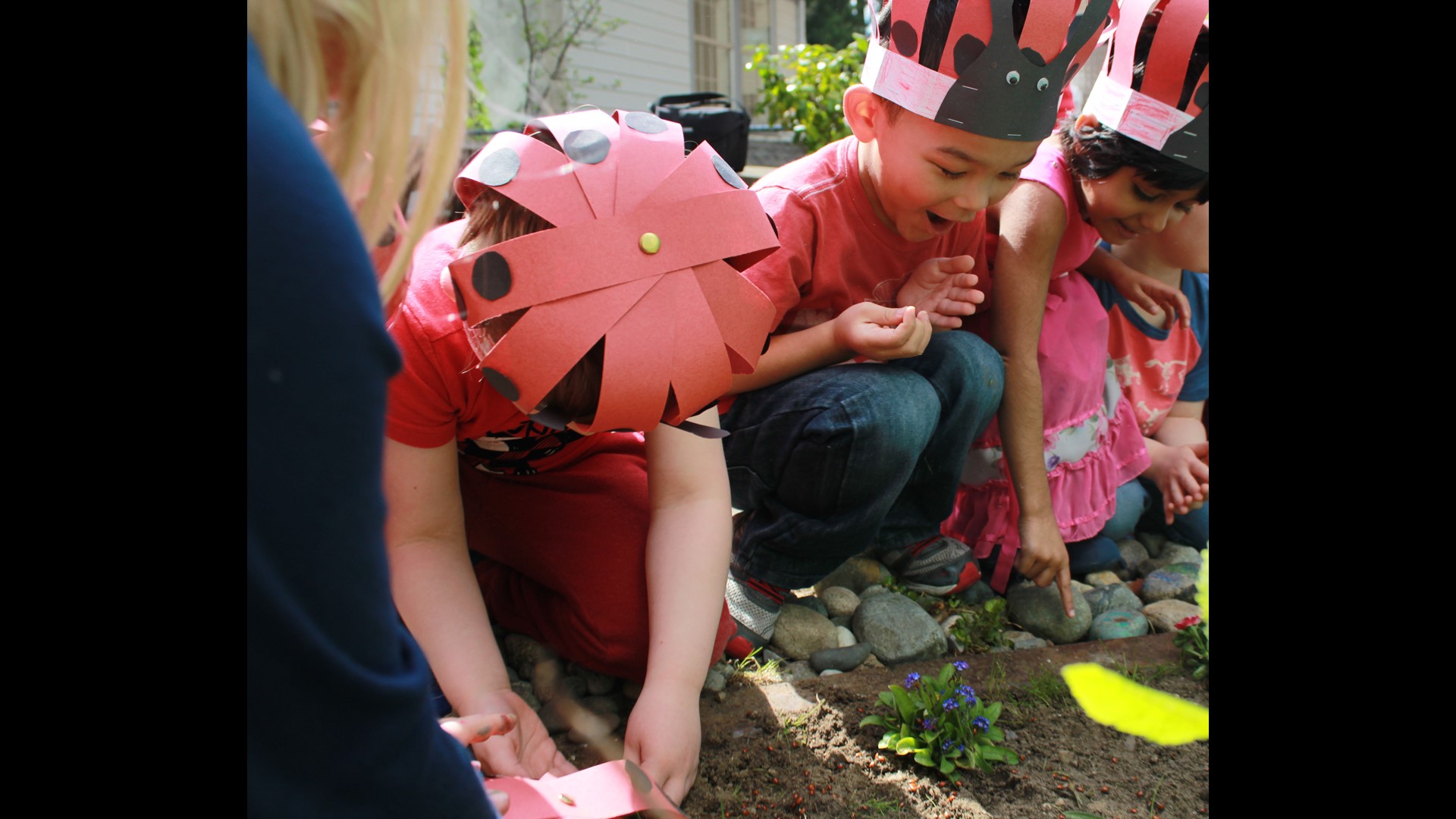 Seattle preschools release thousands of ladybugs for Earth Day | king5.com
