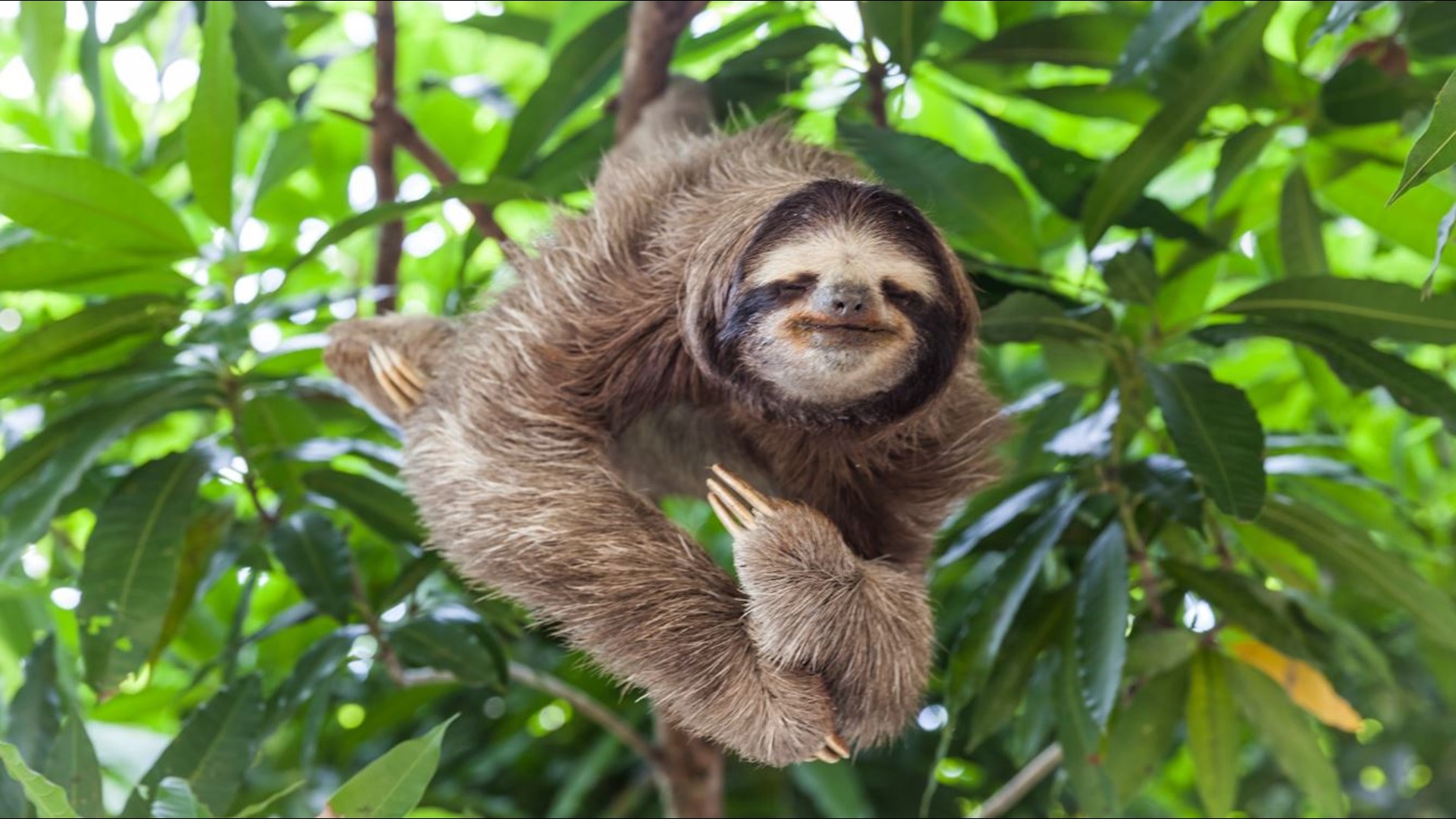 Sloths, lizards, anteater in limbo after sanctuary seizures | king5.com