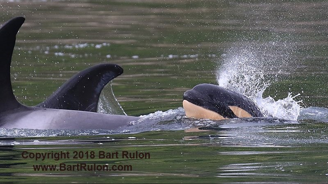 Baby orca from transient pod spotted in Hood Canal | king5.com
