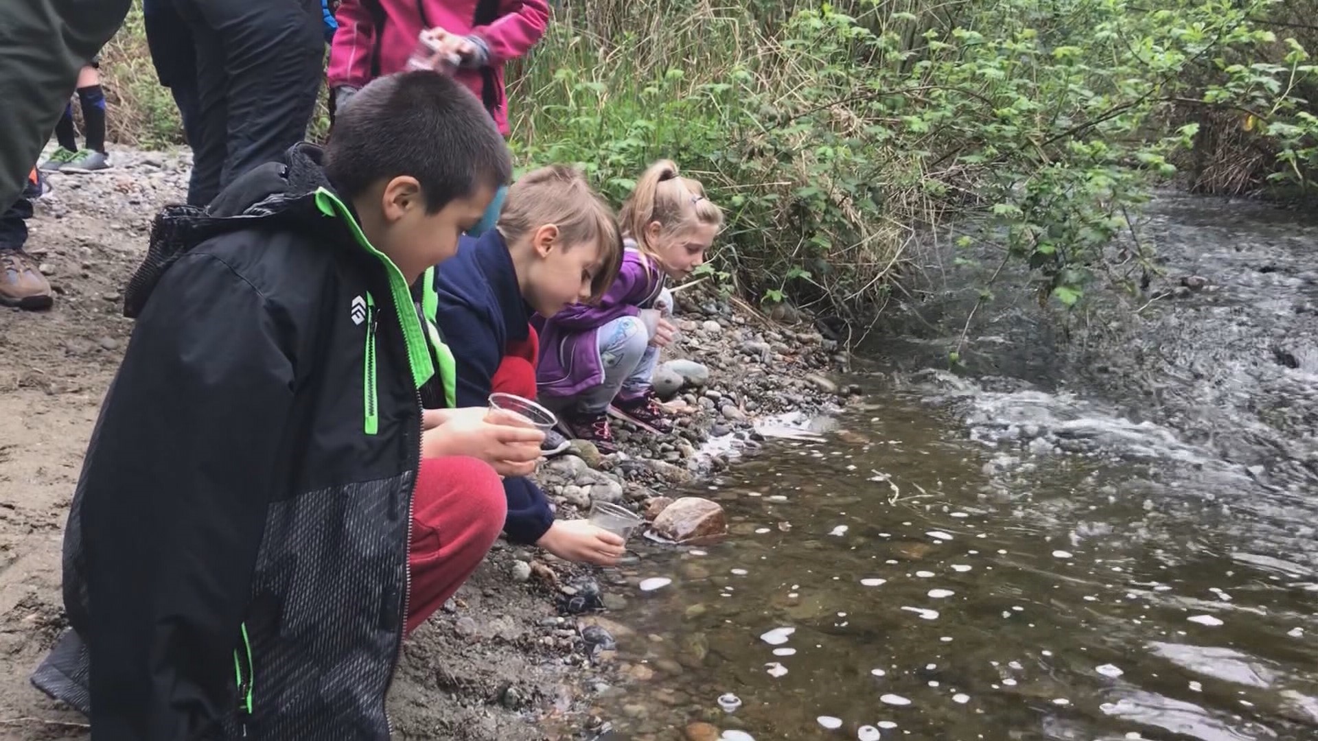 Kids release salmon they raised at school | king5.com
