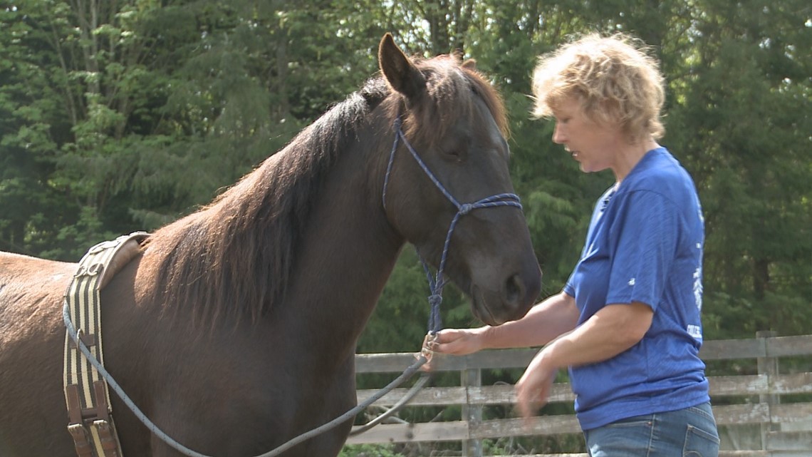 Wild-horse adoption plan a horrible idea, says horse trainer | king5.com