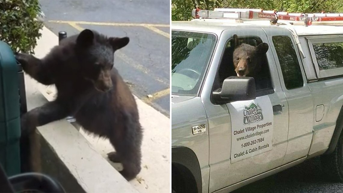 Smarter than your average bear? This one knows how to open car doors ...