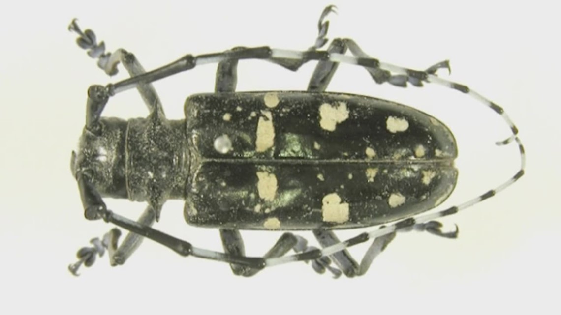 Washington needs help finding invasive bugs | king5.com