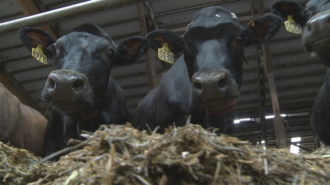 Robots Use Lasers To Milk Dairy Cows King5